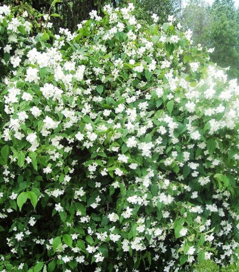 Jaśminowiec wonny > Szkółka krzewów Fałdowie